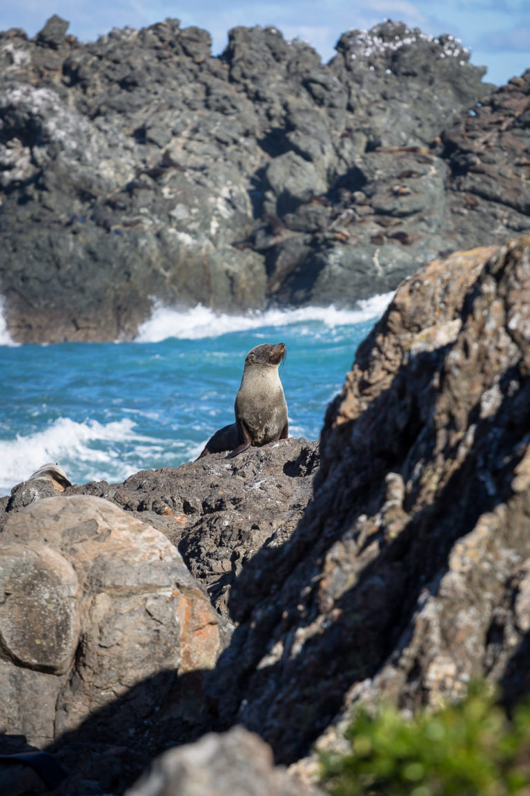 Nouvelle-Zélande | Cap Palliser, la pointe sud de l’Île du Nord ...